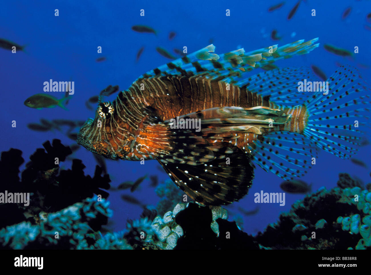Lionfish side hi-res stock photography and images - Alamy