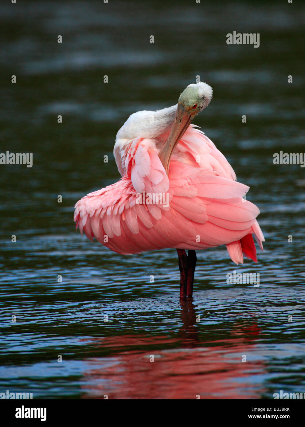 Immature Roseate Spoonbill preening (Ajaia ajaja) Ding Darling NWR ...