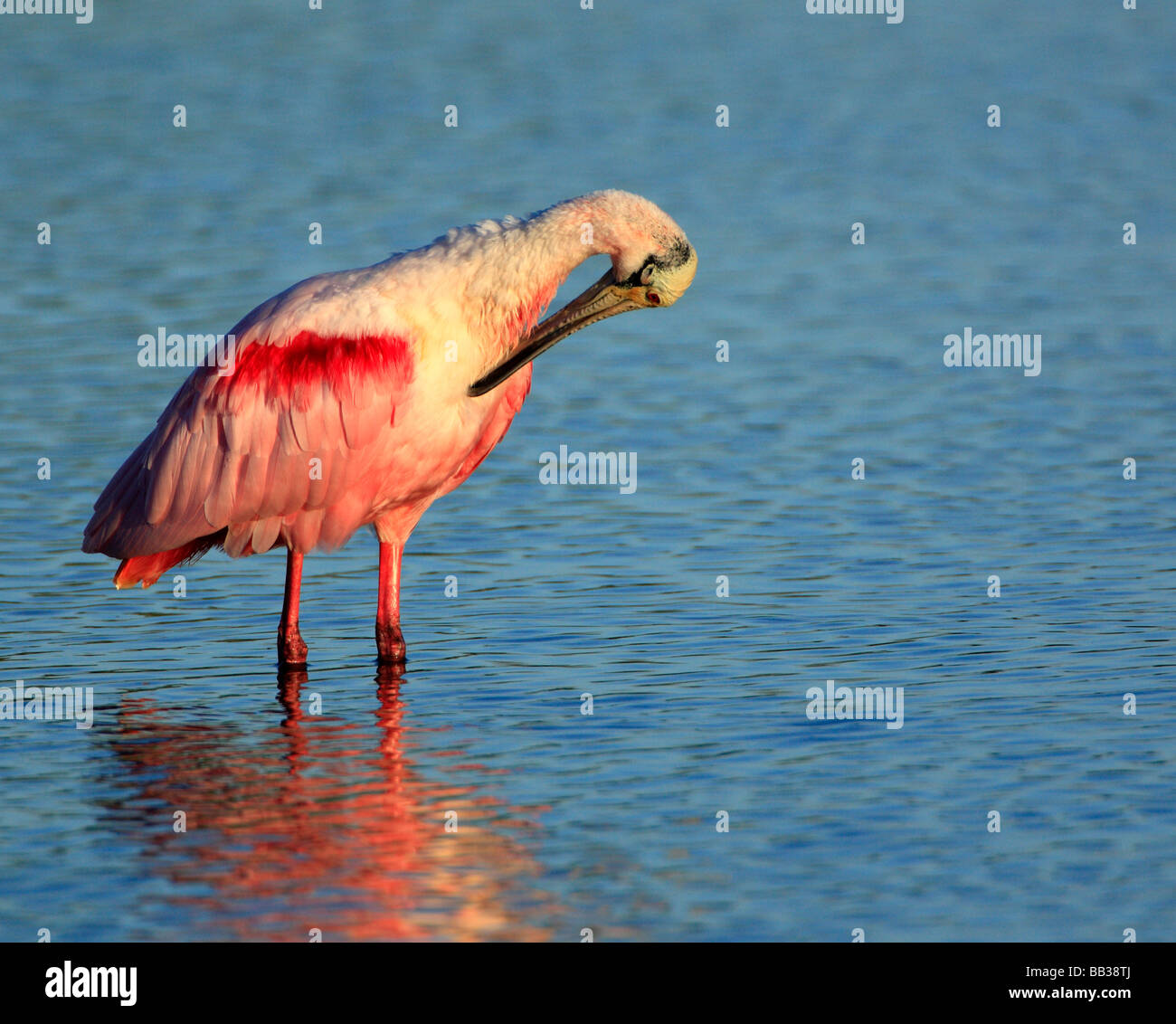 Roseate Spoonbill preening (Ajaia ajaja) Ding Darling NWR, Florida ...