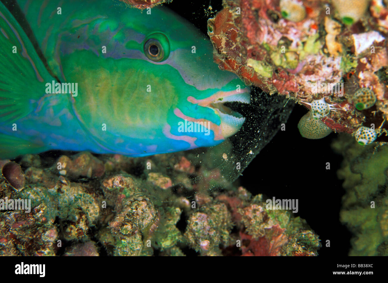 Close up of Parrotfish in cocoon Stock Photo - Alamy