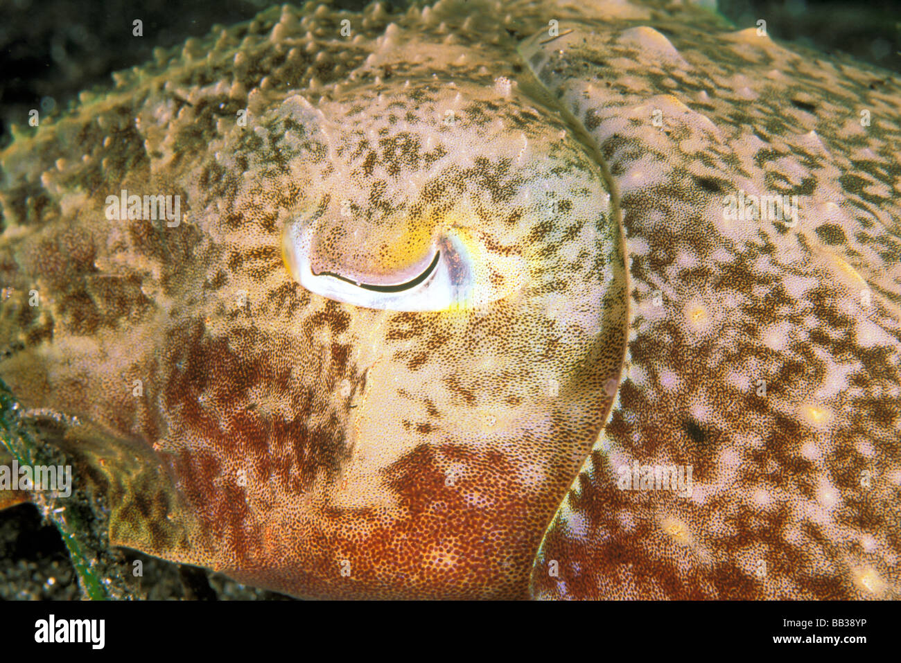 Cuttlefish eyes hi-res stock photography and images - Alamy
