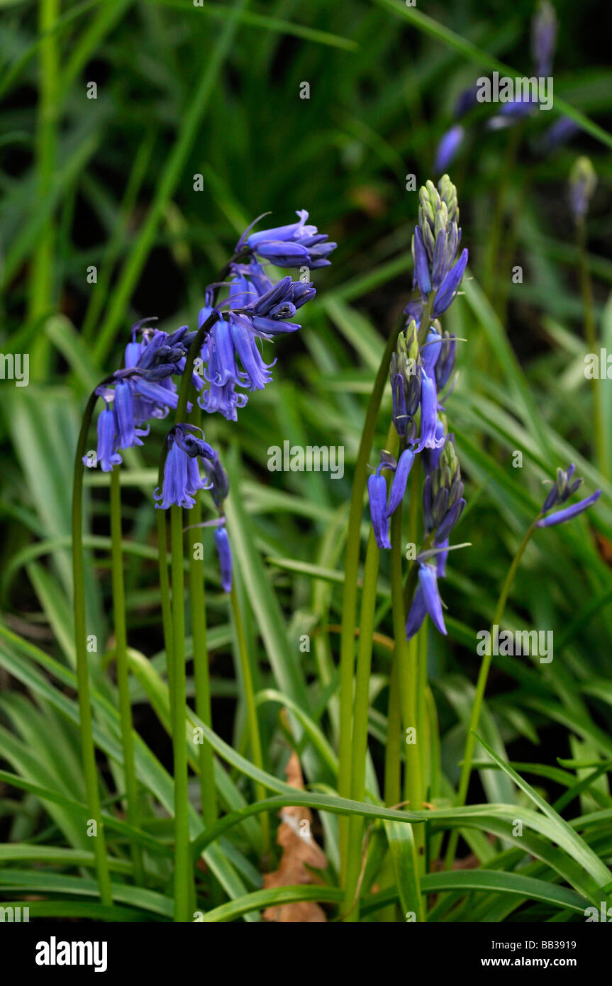 Woodland blue bell hi-res stock photography and images - Alamy