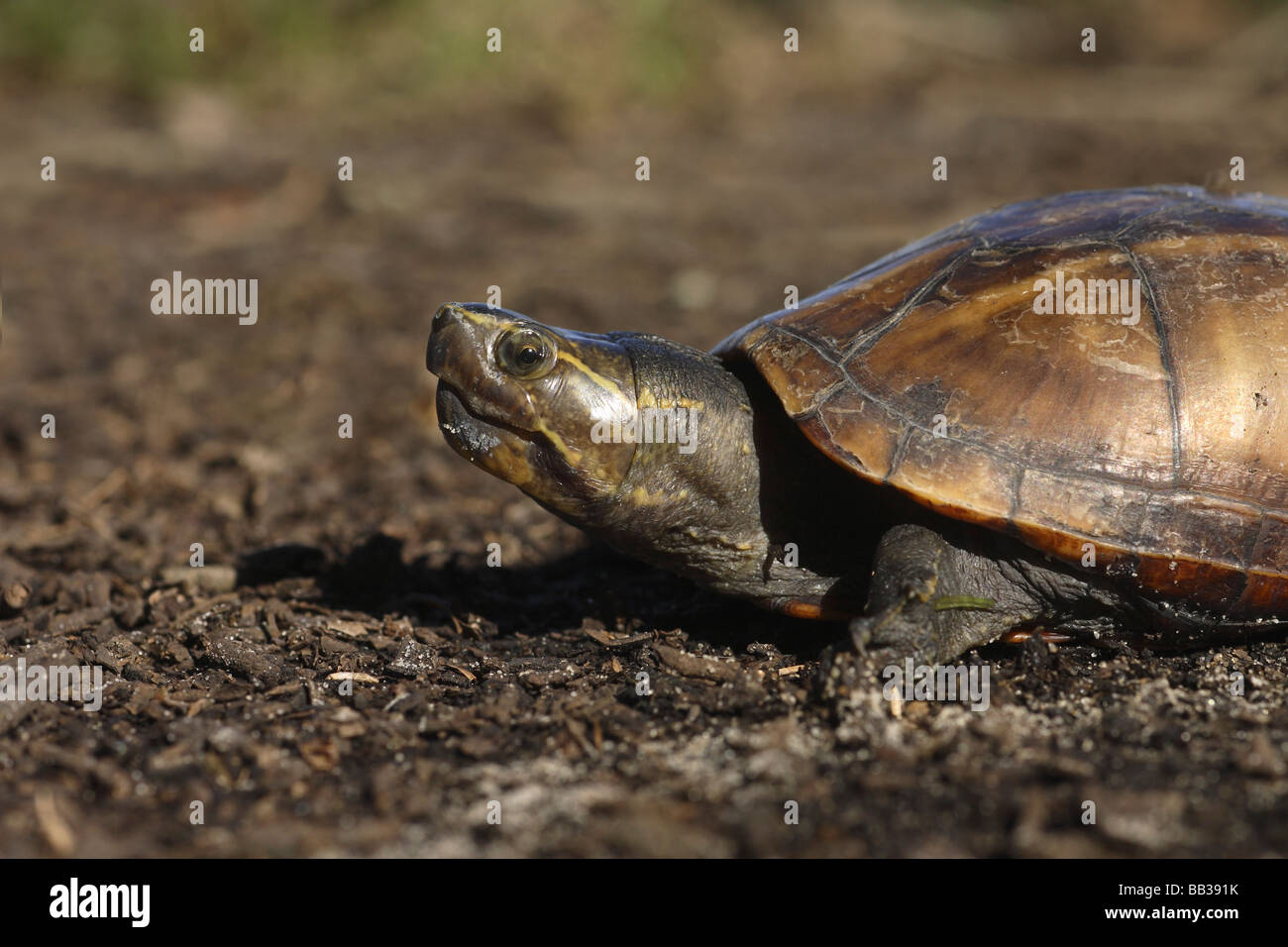 Central Florida Turtles