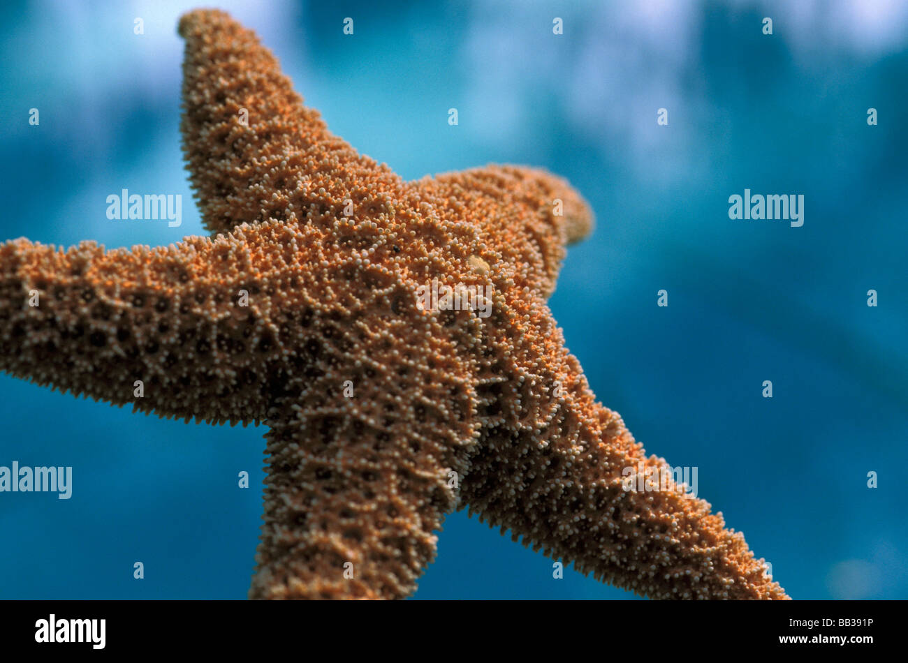 Close up of starfish Stock Photo - Alamy