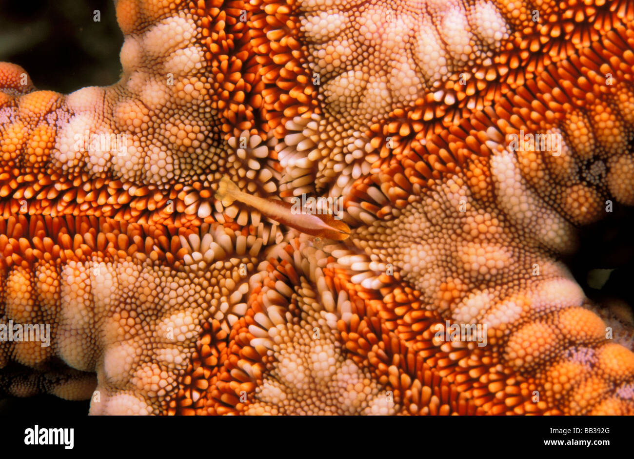 Starfish mouth hi-res stock photography and images - Alamy