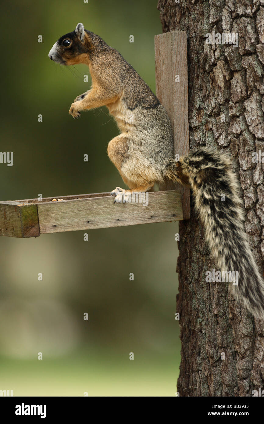 Shermans squirrel hi-res stock photography and images - Alamy