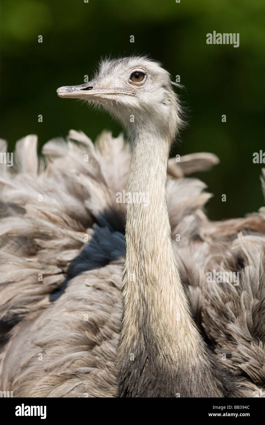 American rhea hi-res stock photography and images - Alamy