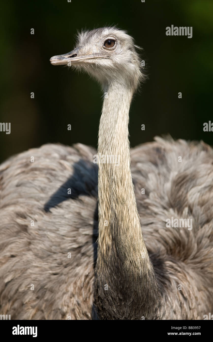 American Rhea or Common Rhea - Rhea americana Stock Photo - Alamy