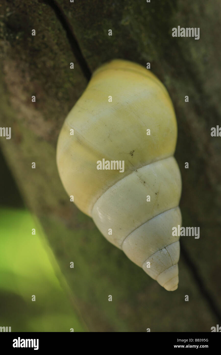 Florida tree snail, Liguus fasciatus, Everglades National Park, Post ...