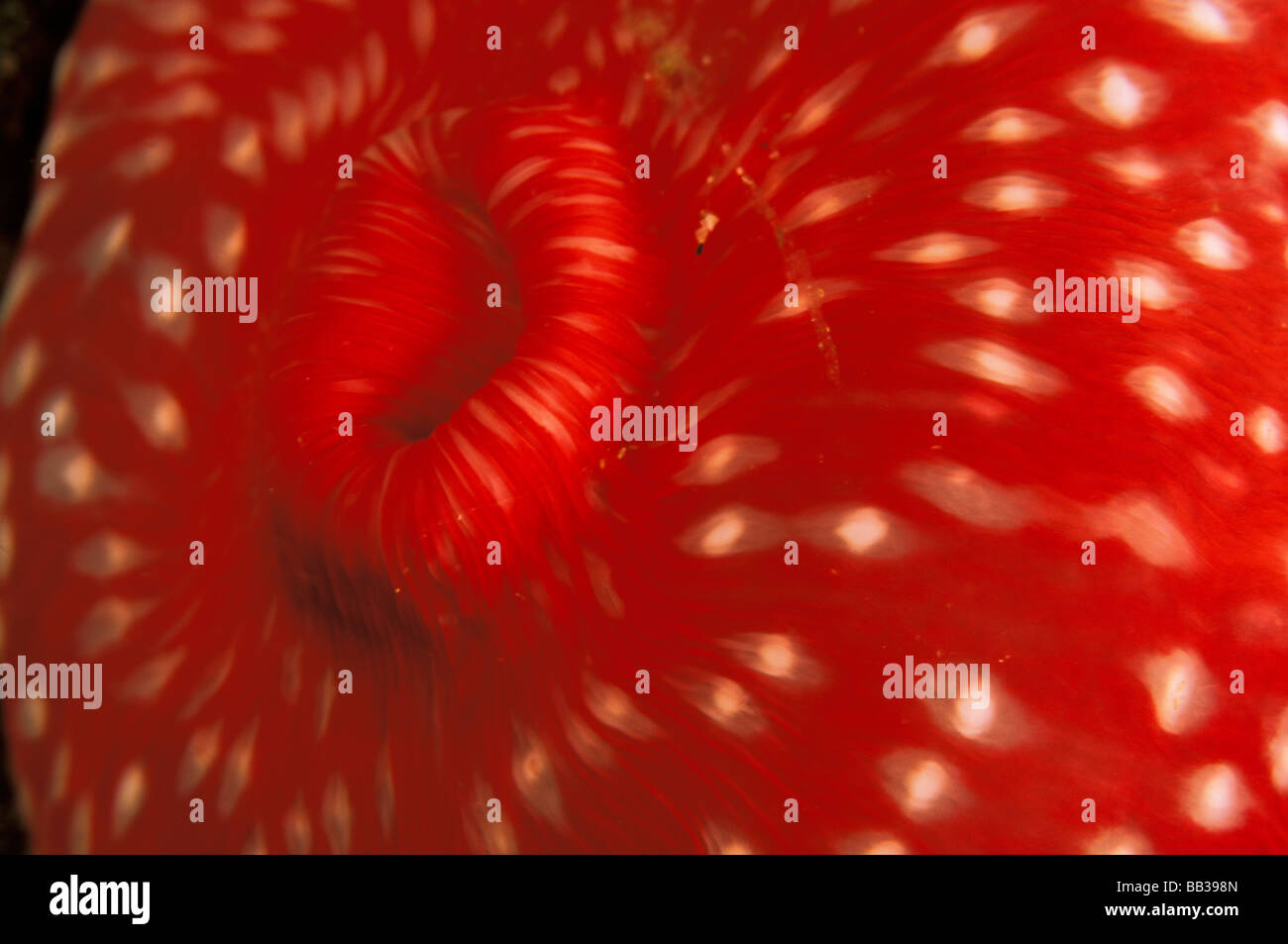 United States of America, California. Anemone Stock Photo - Alamy