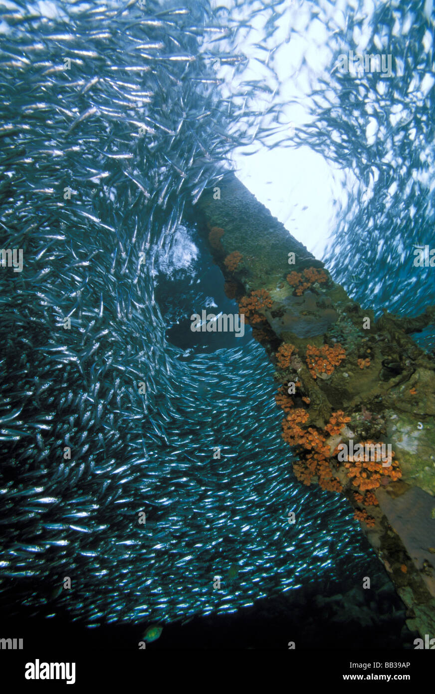 School of anchovy Stock Photo - Alamy