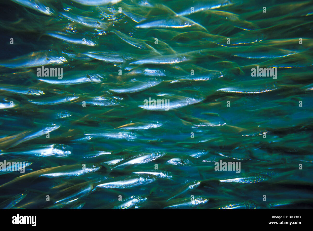 Anchovy school hi-res stock photography and images - Alamy