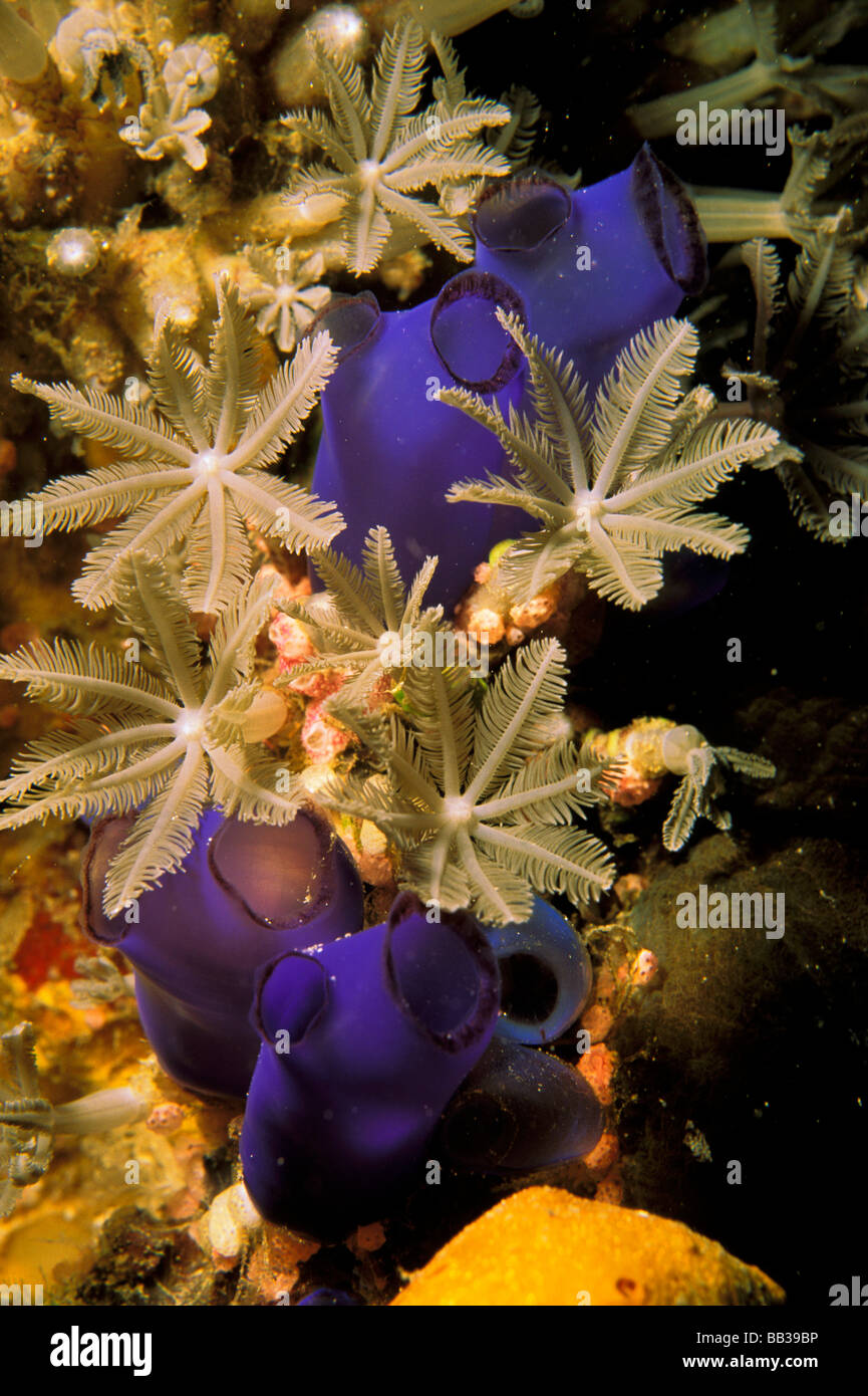 Colorful tunicates sea hi-res stock photography and images - Alamy