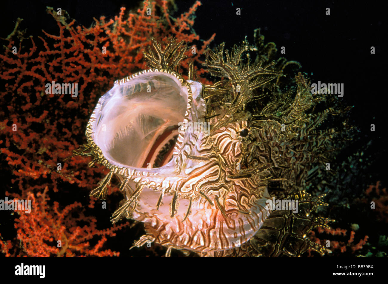 Merlot's scorpionfish, or rhinopias Stock Photo - Alamy