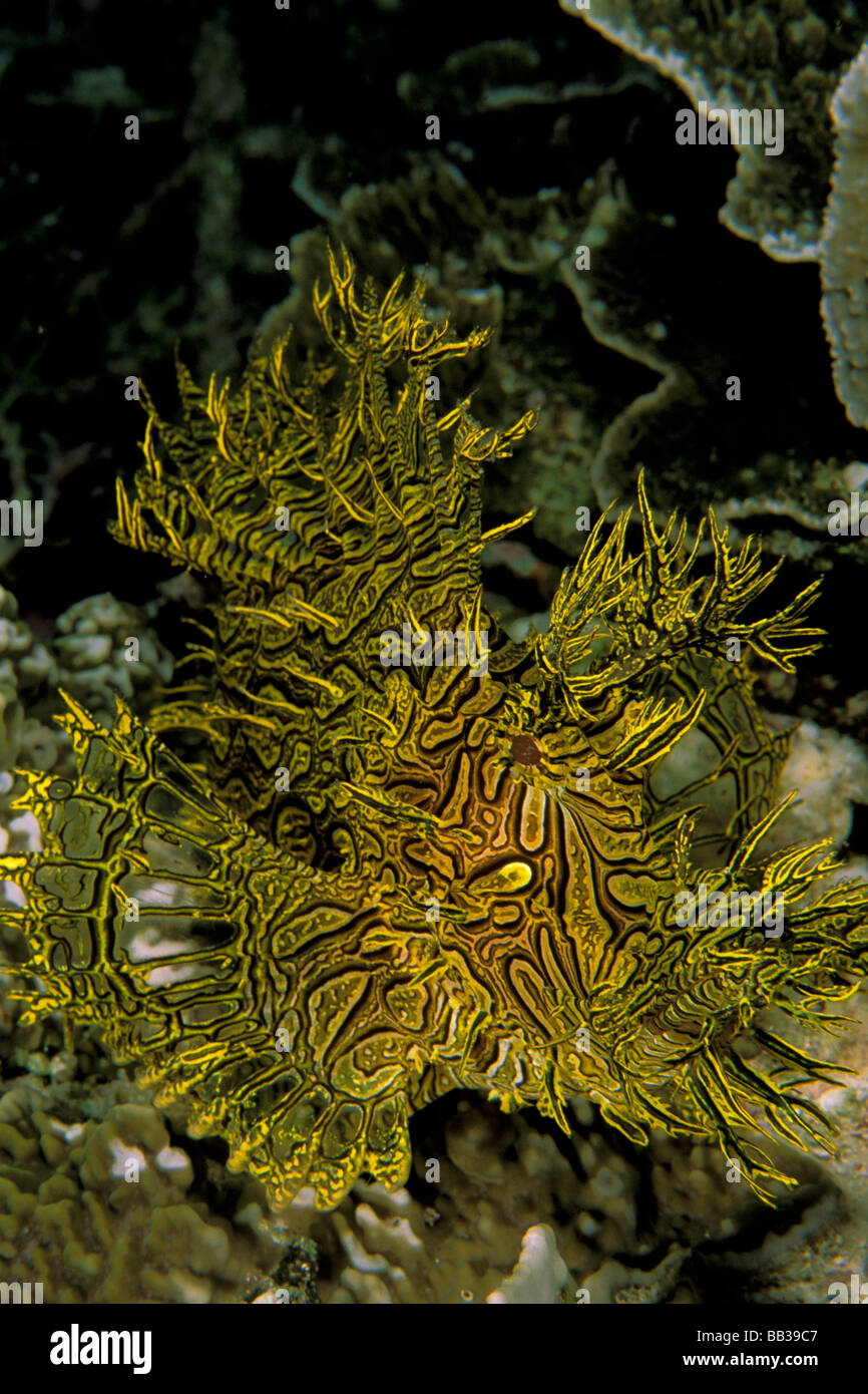 Scorpionfish, or rhinopias aphanes Stock Photo - Alamy