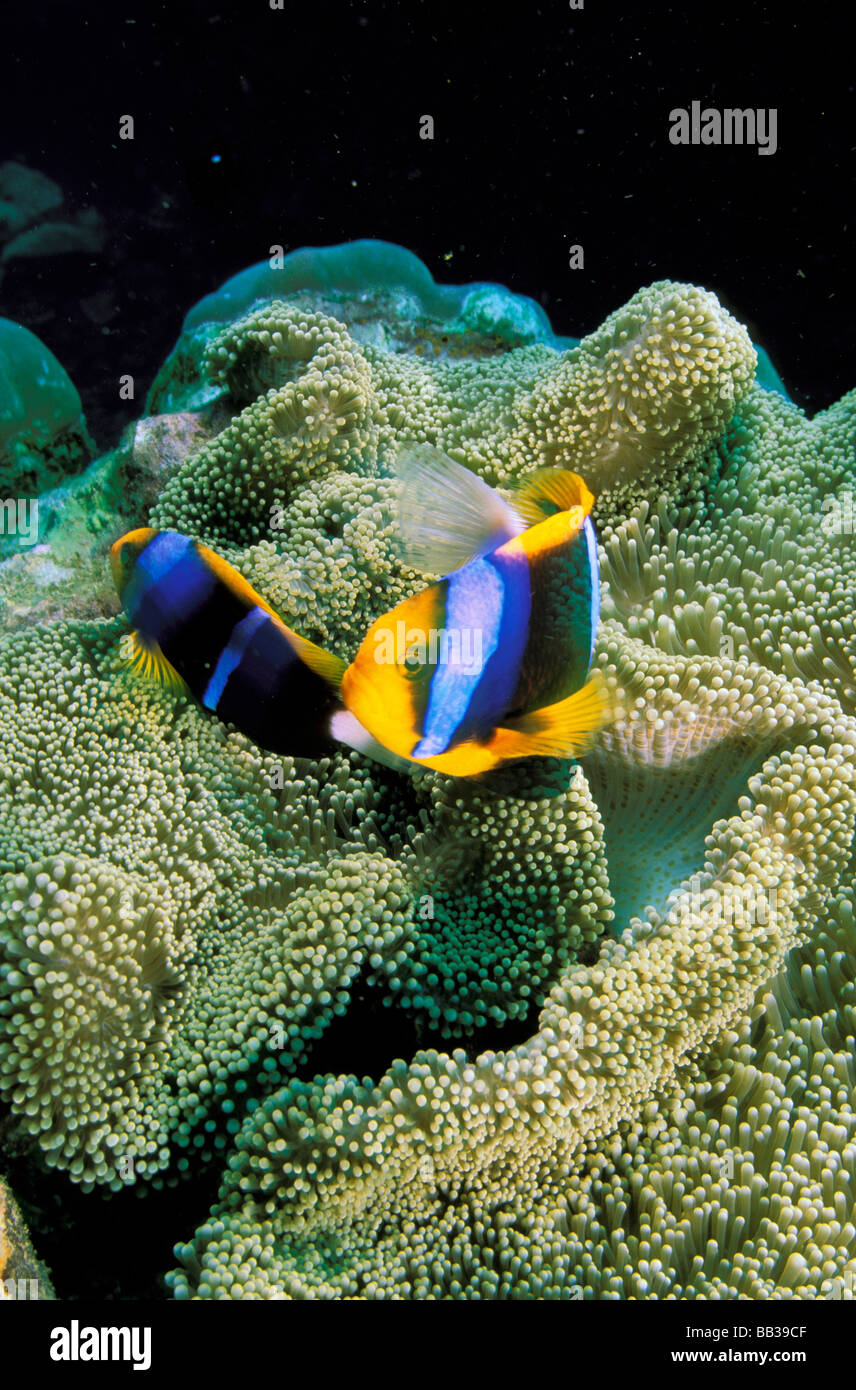 Soft coral tropical fish hi-res stock photography and images - Alamy