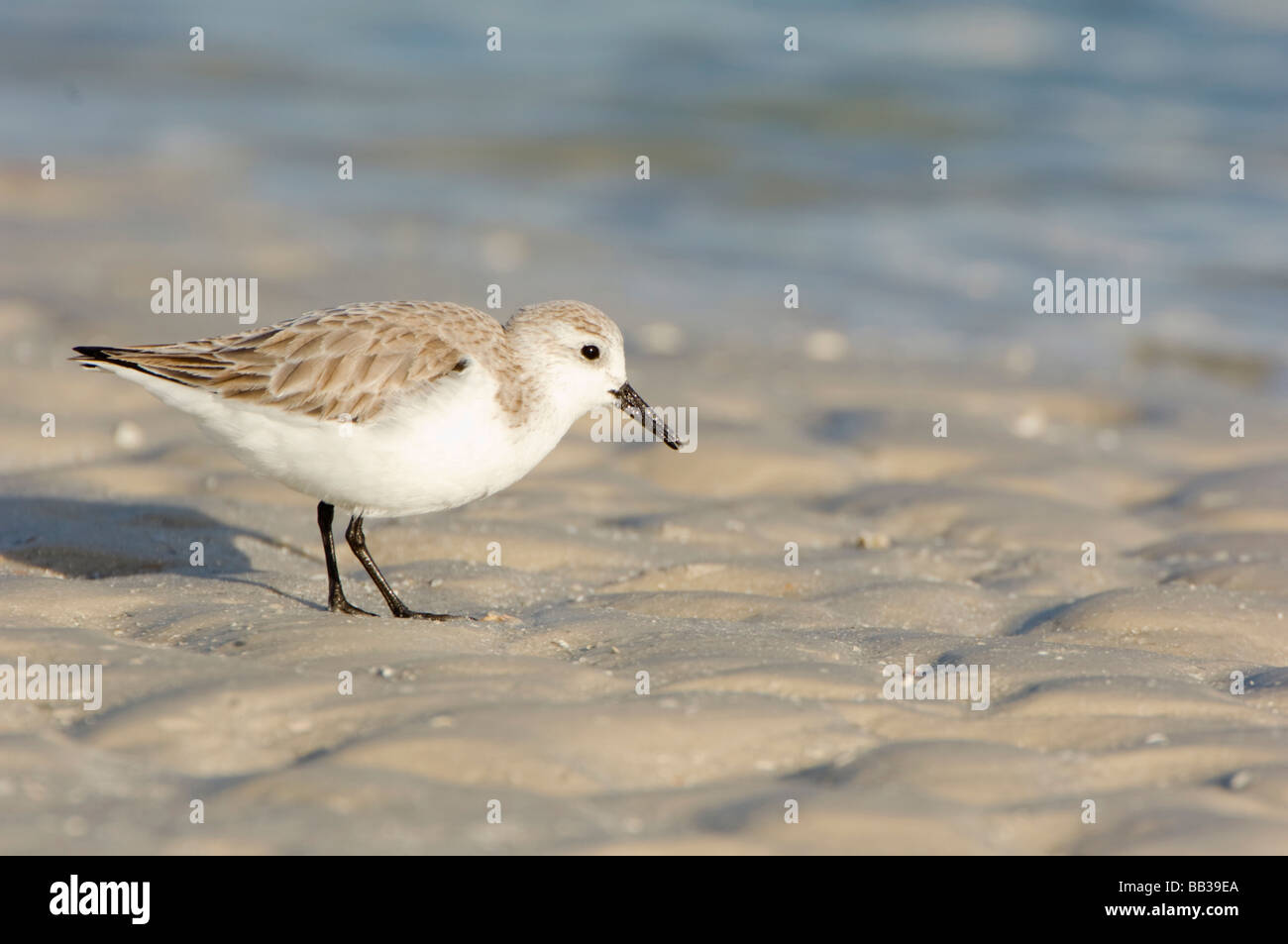 USA, Florida, Ft. Myer's Beach, Sanderling (Calidris alba Stock Photo ...