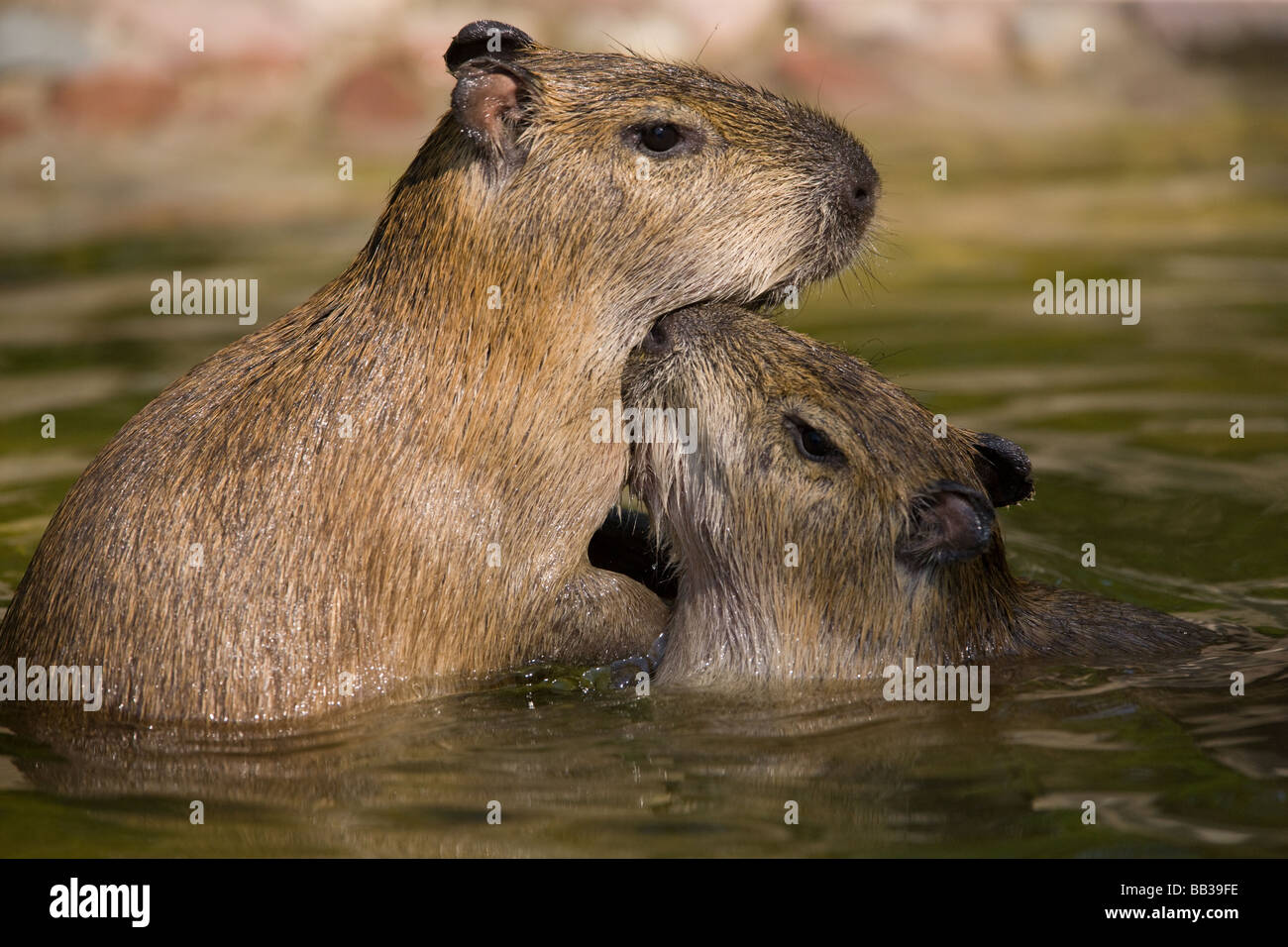 Capybara hi-res stock photography and images - Alamy