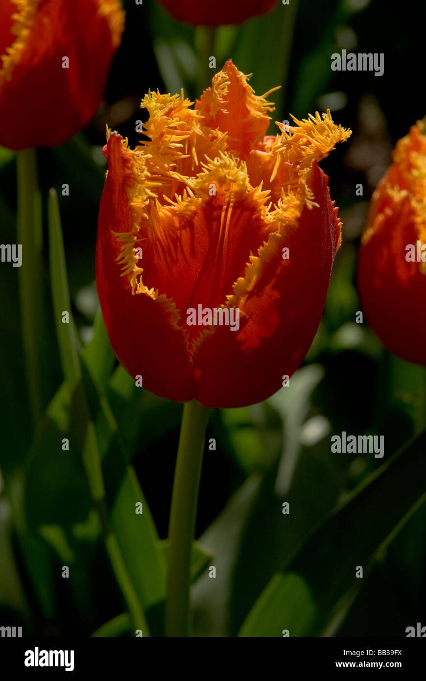 Fabio tulip hi-res stock photography and images - Alamy