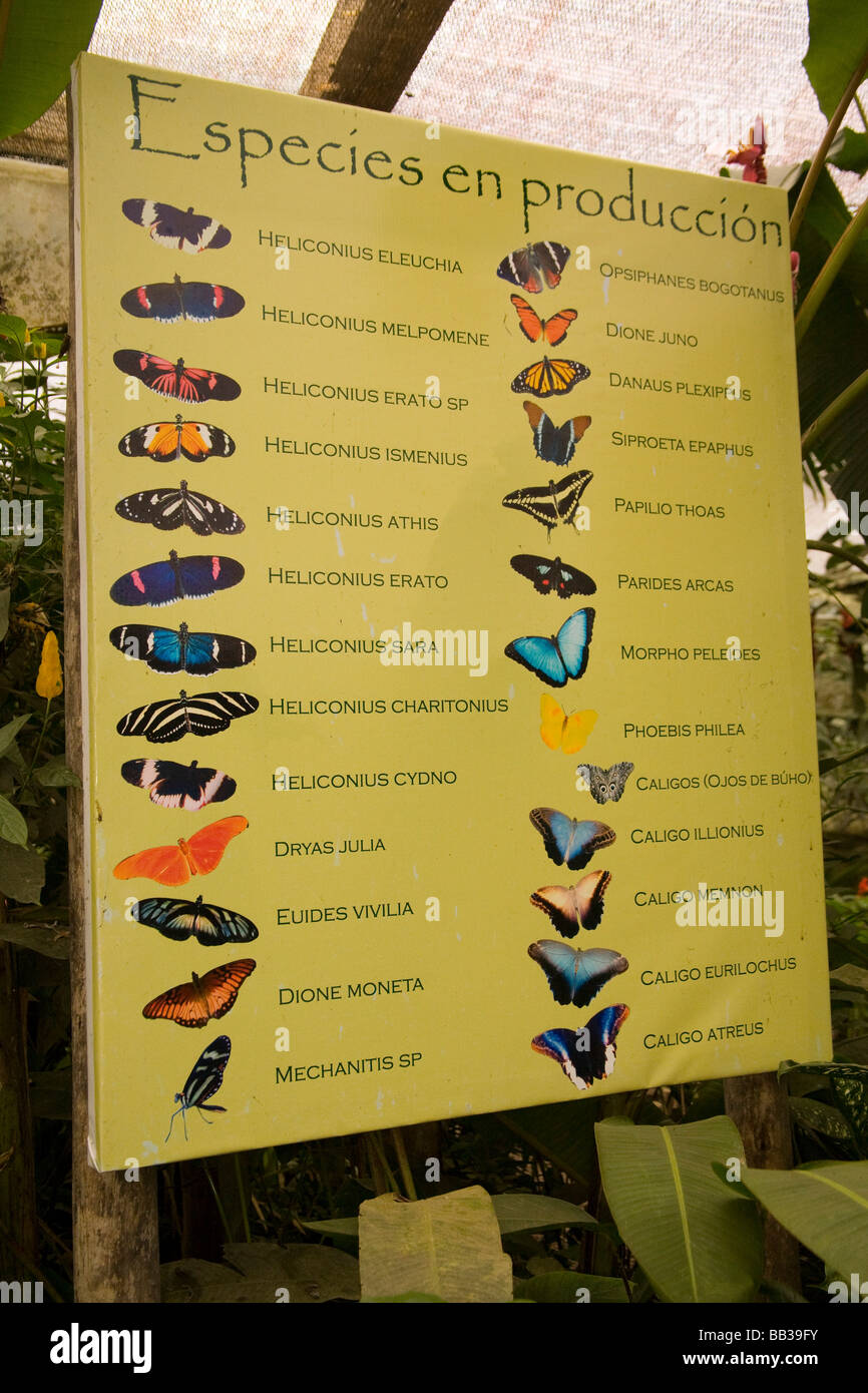 South America, Ecuador, Mindo. Sign with species of butterflies at ...