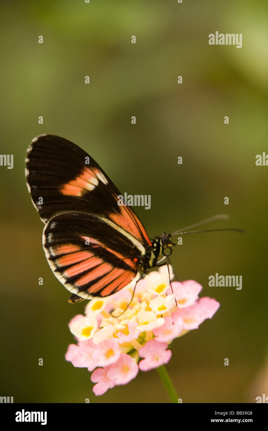 South America, Ecuador, Mindo. Mindo Butterfly Farm. Heliconius erato ...
