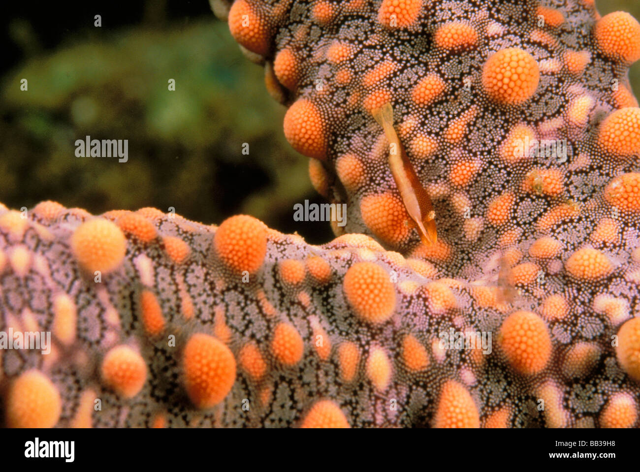 Seastar feeding hi-res stock photography and images - Alamy