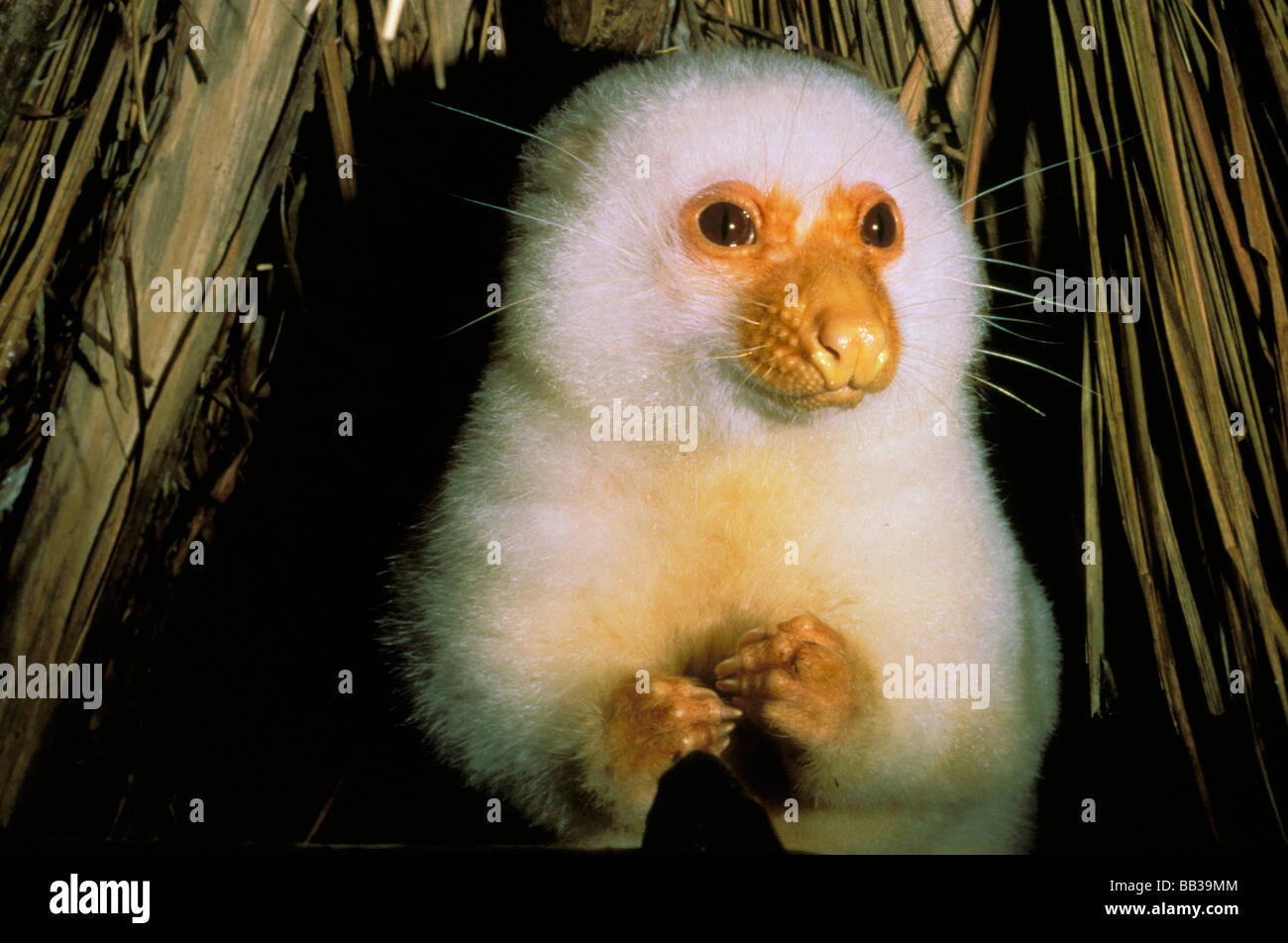 Cuscus possum hi-res stock photography and images - Alamy