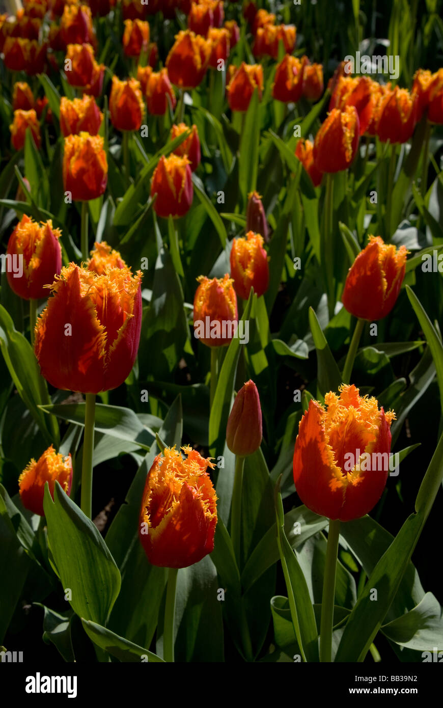 Yellow fringed red tulips hi-res stock photography and images - Alamy