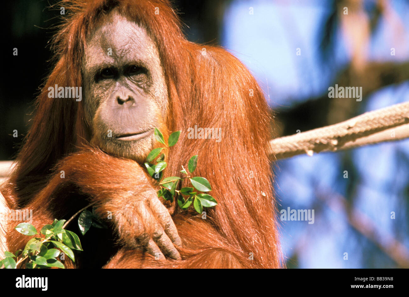 Captive orangutan, or pongo pygmaeus Stock Photo - Alamy