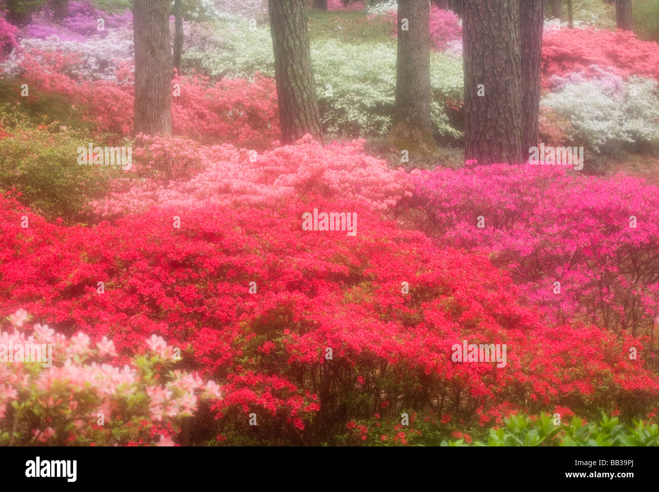 USA; Georgia; Pine Mountain. Azaleas at Callaway Gardens in the spring ...