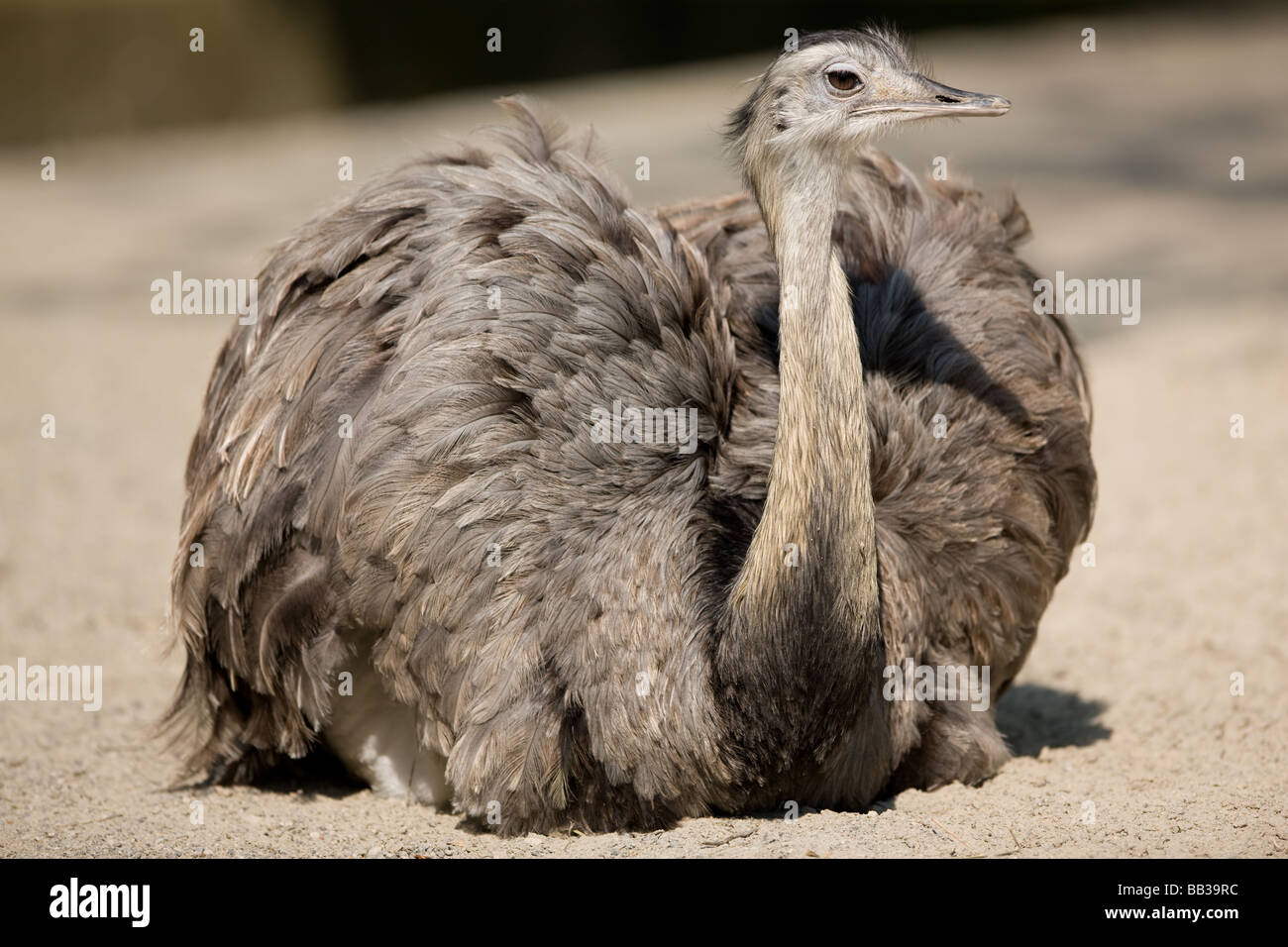 American Rhea or Common Rhea - Rhea americana Stock Photo - Alamy