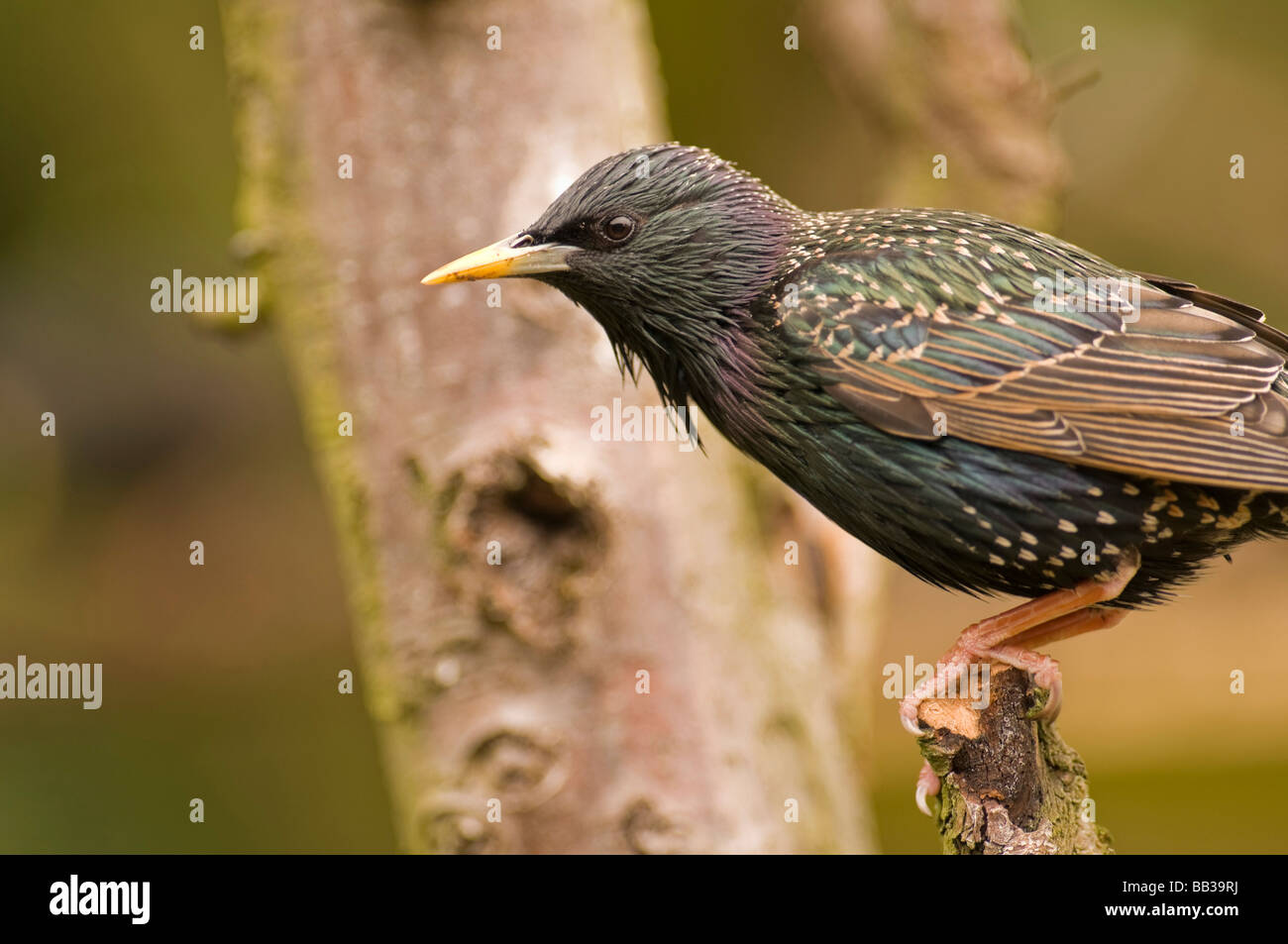Starling Sturnus vulgaruis. Adule starling on apple tree branch in ...