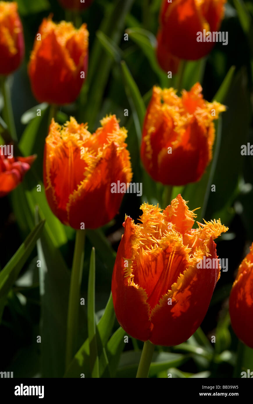 Yellow fringed red tulips hi-res stock photography and images - Alamy