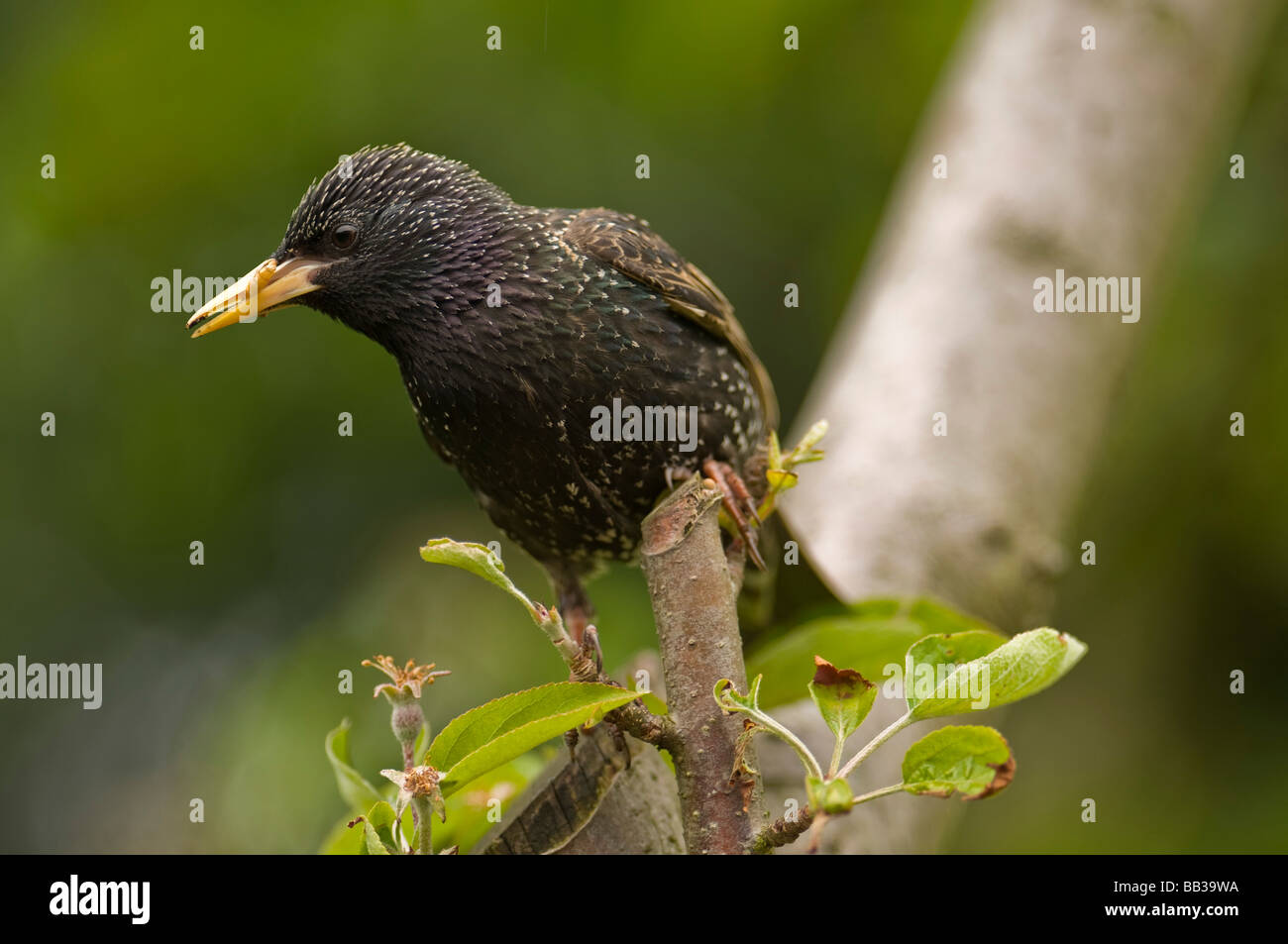 Starling Sturnus vulgaruis. Adule starling on apple tree branch in ...