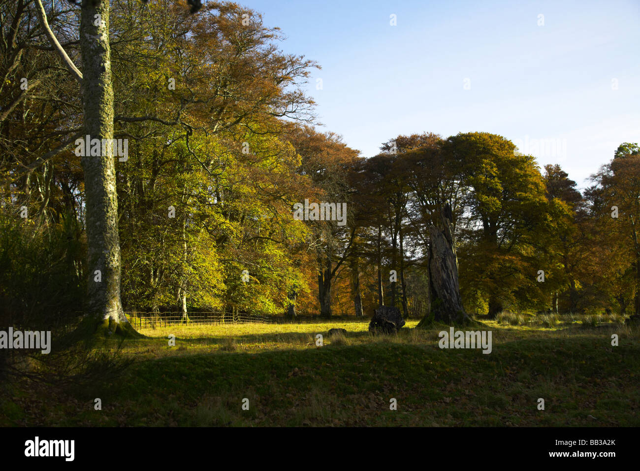 Autumn leaf colours in Strachur Park, Strachur, Argyll, Scotland Stock ...