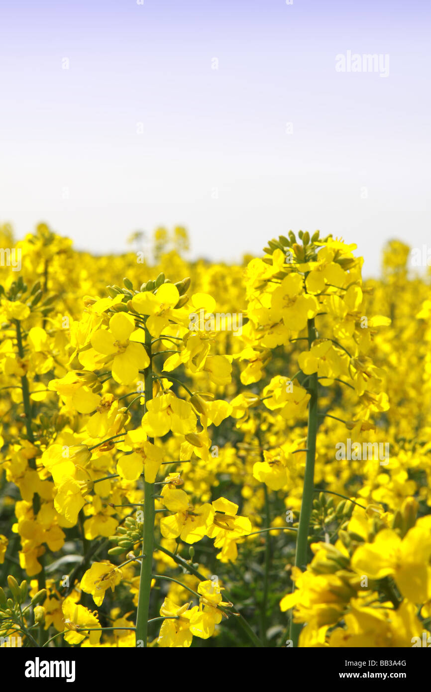Uk farming areas hi-res stock photography and images - Alamy