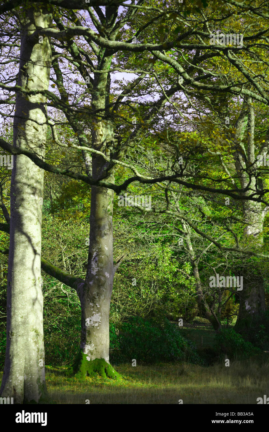 Strachur bay hi-res stock photography and images - Alamy