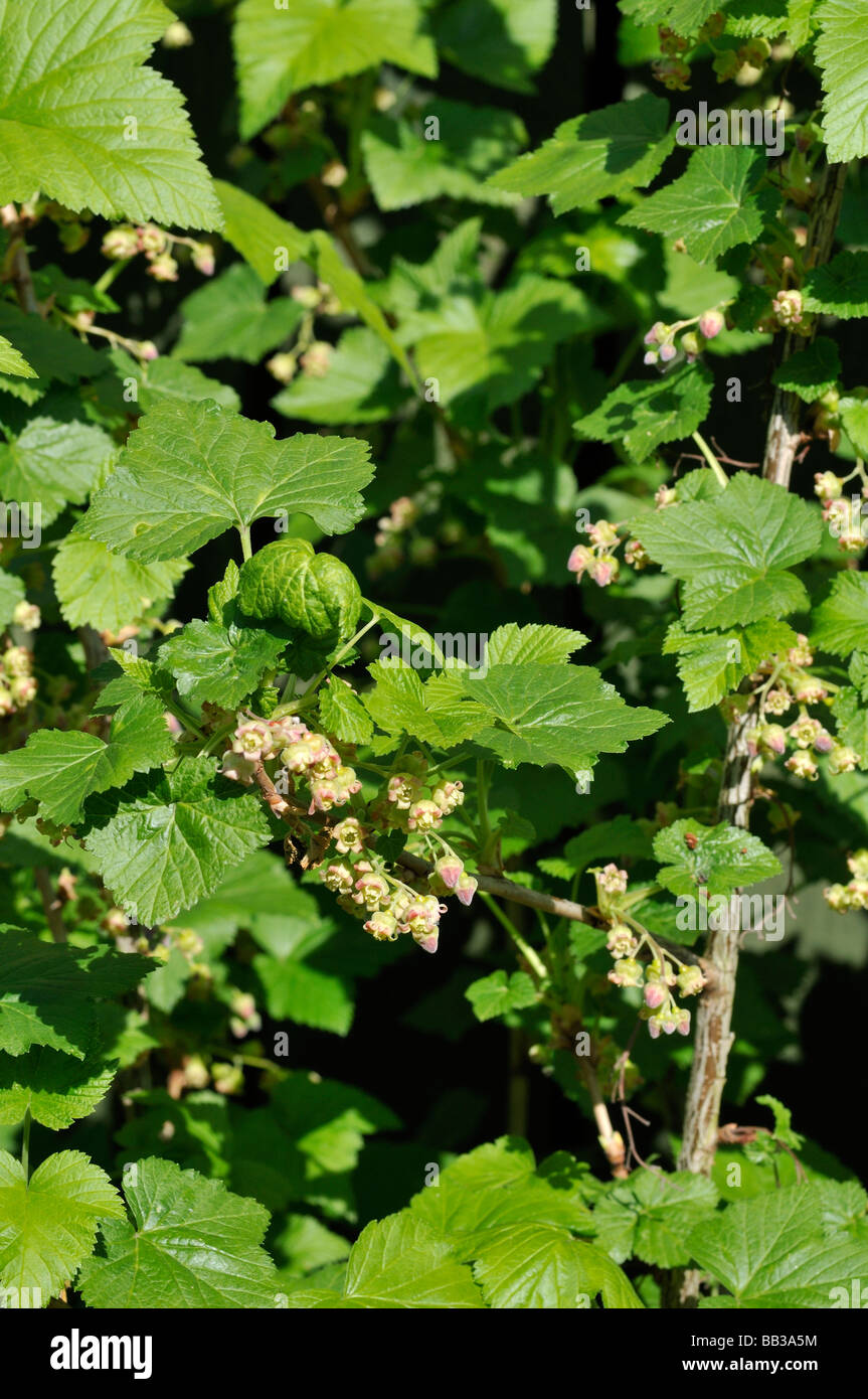 Blackcurrant plant hi-res stock photography and images - Alamy