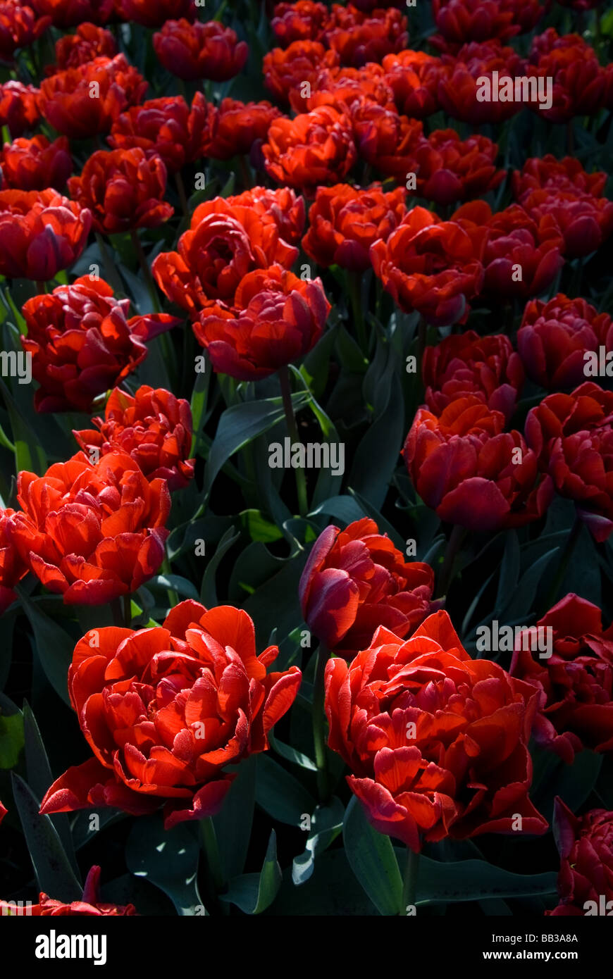 Tulip red princess hi-res stock photography and images - Alamy