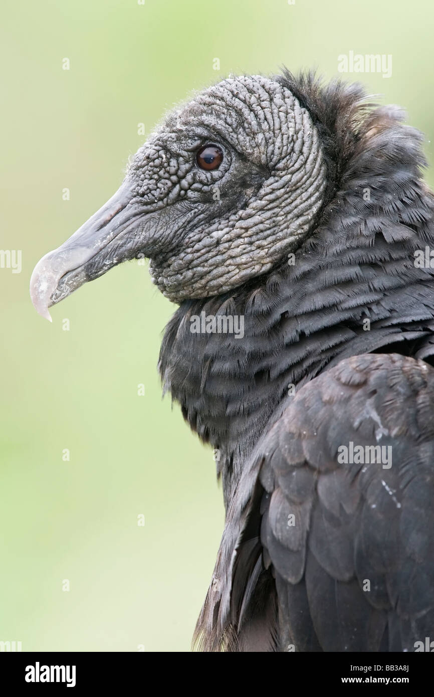 Vulture of head black hi-res stock photography and images - Alamy