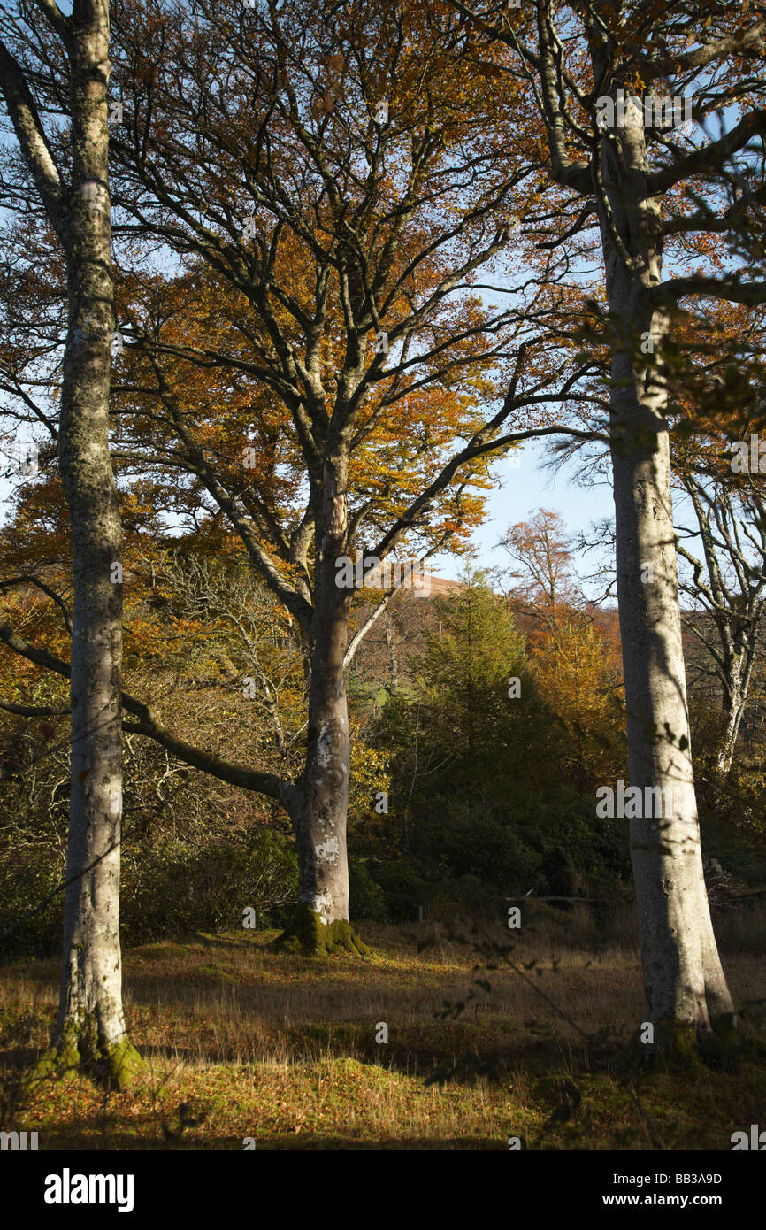 Autumn leaf colours in Strachur Park, Strachur, Argyll, Scotland Stock ...