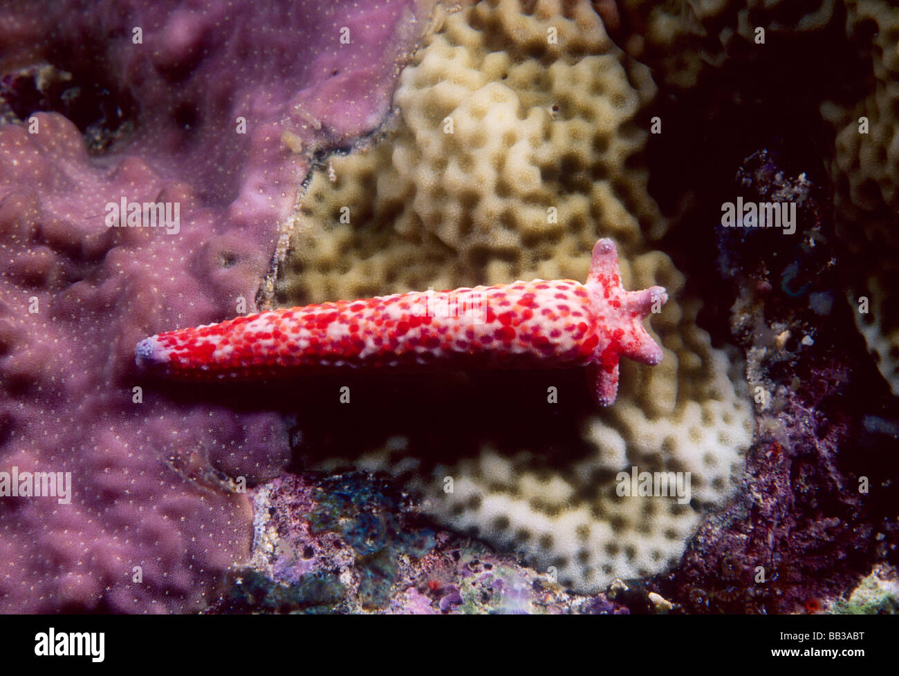 Starfish arm regeneration (Linckia multiflora Stock Photo - Alamy