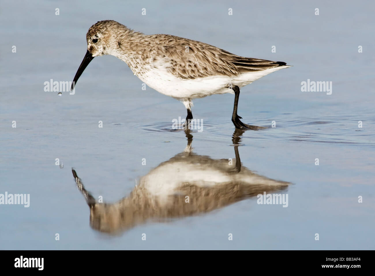 Dunlin hunting hi-res stock photography and images - Alamy