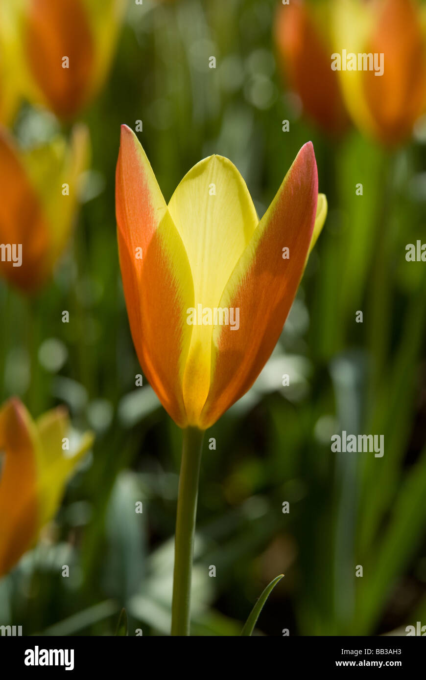 Tulipa 'Taco' - Species (div.15 Stock Photo - Alamy