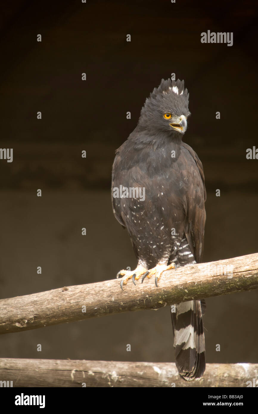 South America, Ecuador, Parque Condor, Black Hawk Eagle (Spizaetus ...