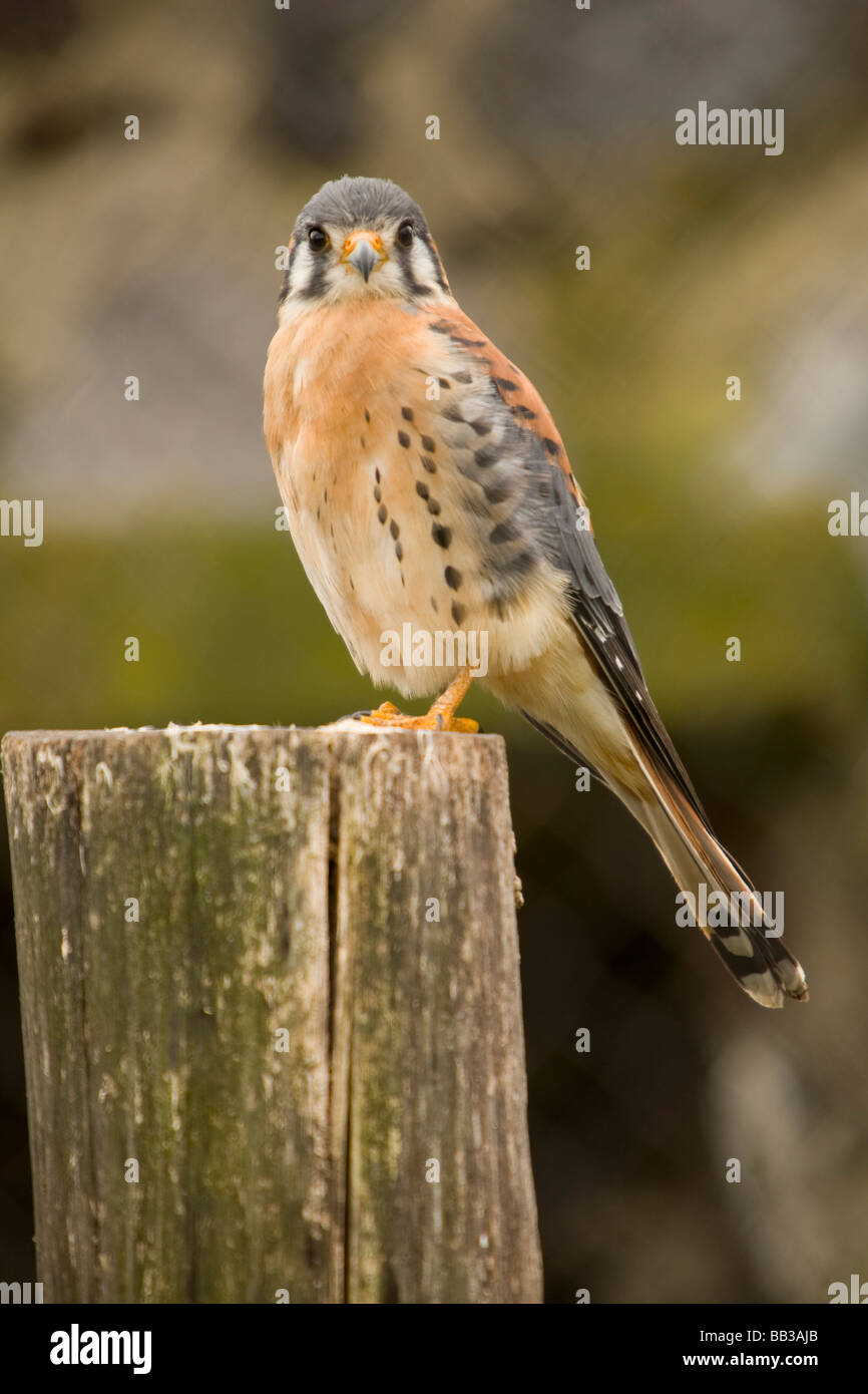 South America, Ecuador, Parque Condor, American Roadside Hawk at a ...