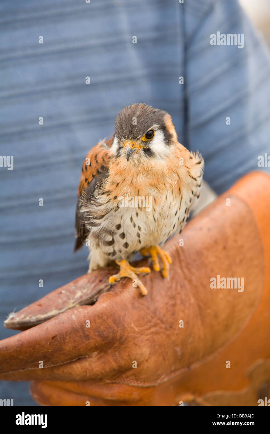South America, Ecuador, Parque Condor, American Roadside Hawk at a ...