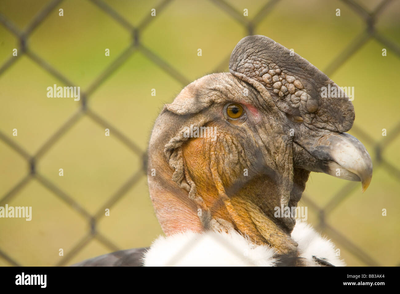 South America, Ecuador, Andean Condor viewed through fence at Parque ...
