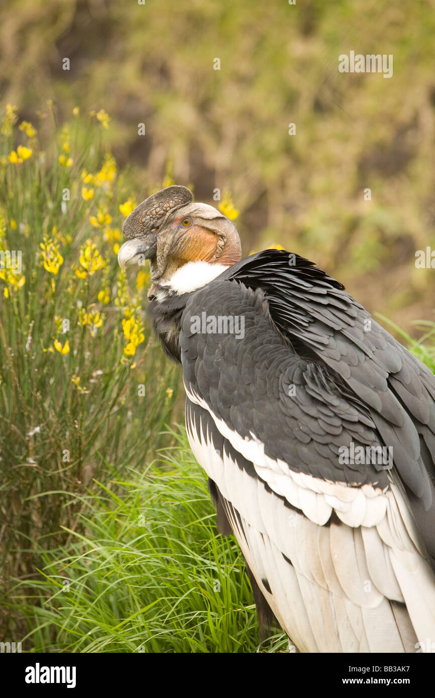 South America, Ecuador, Andean Condor (Vultur gryphus) at Parque Condor ...