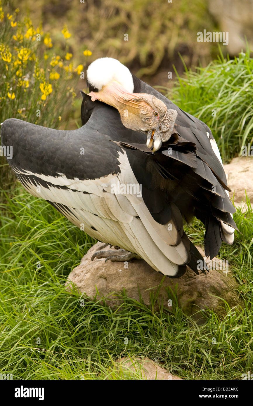 South America, Ecuador, Andean Condor preening at Parque Condor, a ...